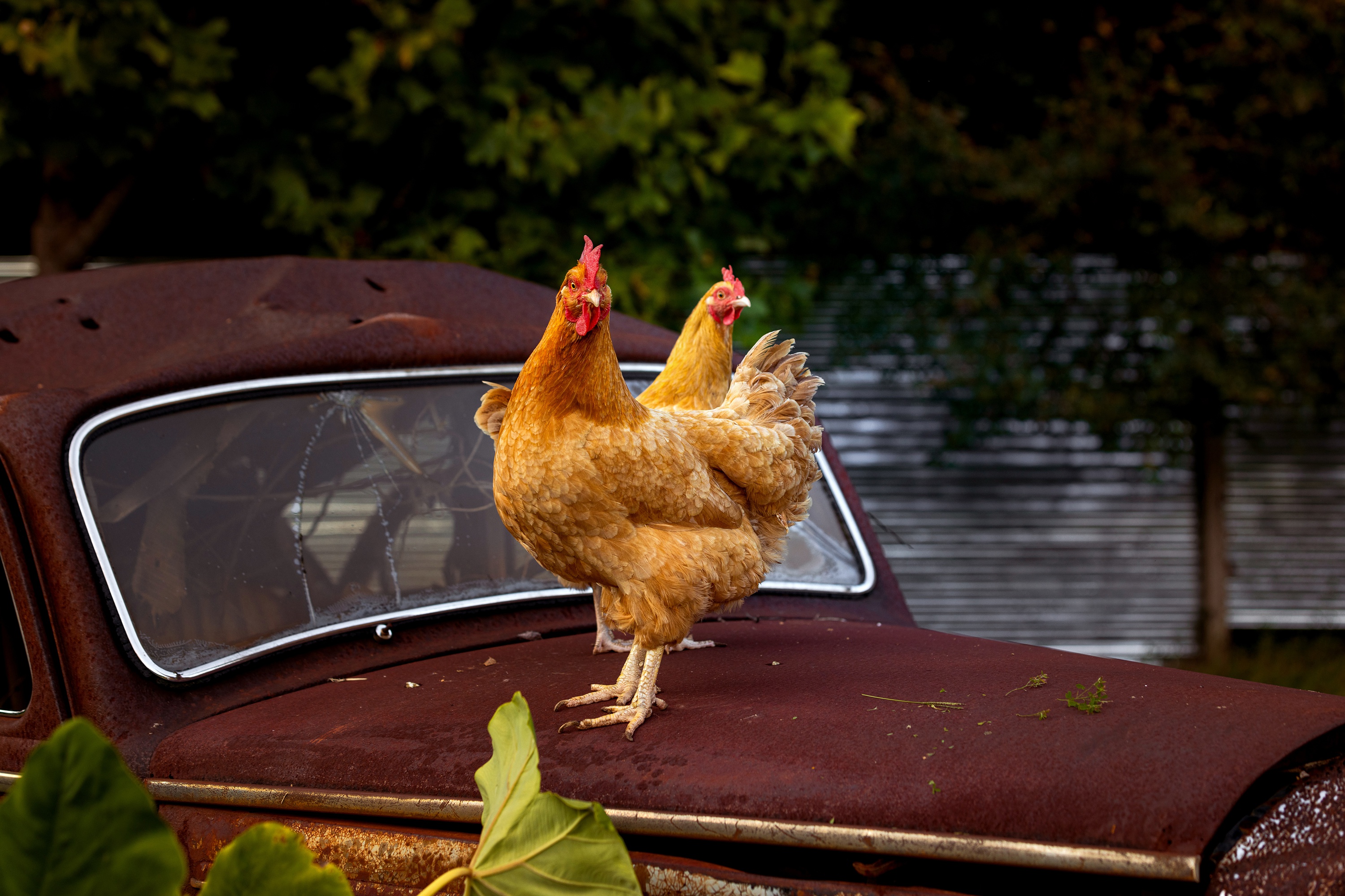 Hay-Day At The Fulcher Farm! - Winston Salem Pet Photographer - DesiLu ...