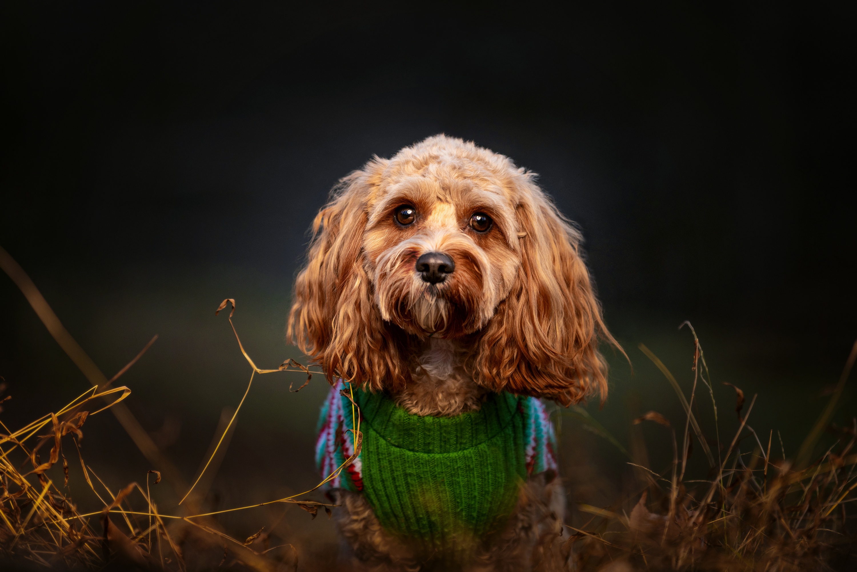 The Hege Family Is Back! - Winston Salem Photographer - DesiLu Photography